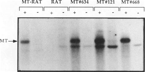 Evidence That Mammary Tumors Derived From The Mmtvmiddle T Antigen