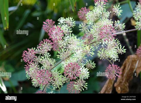 Seed Head Of The Aralia Cordata Also Known As Japanese Spikenard