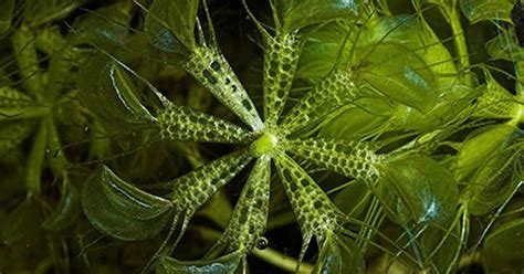Keeping Carnivorous Plants In Your Home Aquarium Petguide