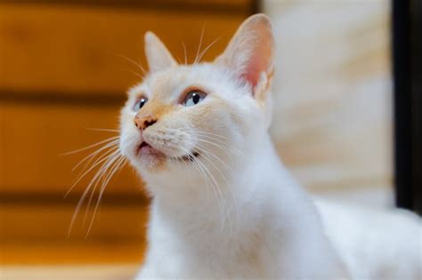 猫好き女性300人が選ぶ「好きな猫の柄」ランキング！ 2位は白（単色）、1位は温かい感じが人気の柄｜まいどなニュース