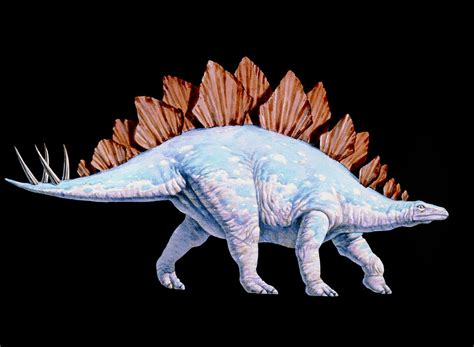 Stegosaurus Dinosaur Photograph By Joe Tucciarone My Xxx Hot Girl