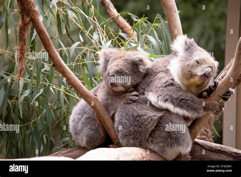 The Koala Has A Large Round Head Big Furry Ears And Big Black Nose