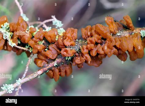 Quince Rust Gymnosporangium Clavipes Is A Plant Pathogen A Fungus That Causes Cedar Quince