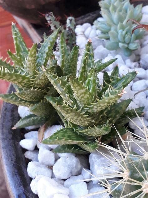 Aloe Juvenna