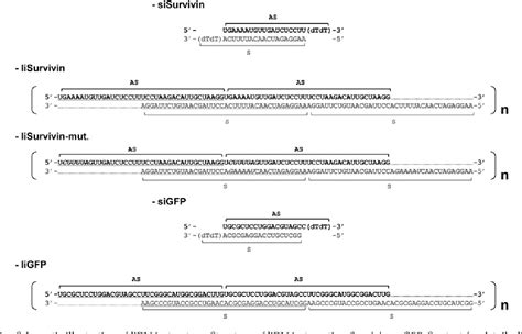 Figure 1 From Long Double Stranded Rna Mediated Rna Interference And