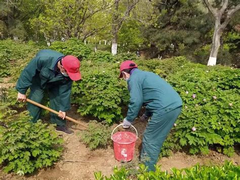 园林绿化苗木在寒冷季节下的养护措施