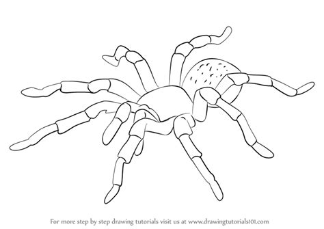 Learn How To Draw A Tarantula Arachnids Step By Step Drawing