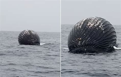 바다에서 곧 터질 것 같이 부풀어 오른 채 둥둥 떠다니고 있는 검은색 물체의 정체 애니멀 플래닛