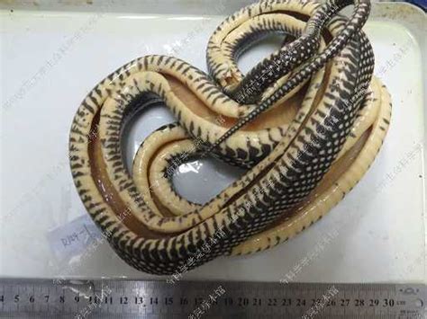 王锦蛇 Elaphe carinata 物种库 国家动物标本资源库