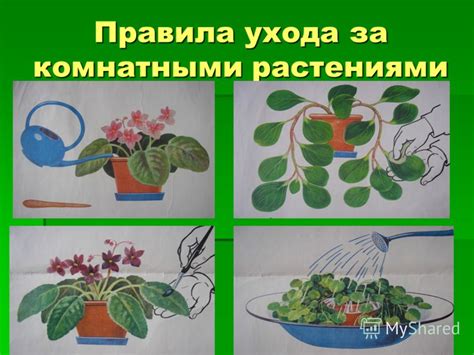 Как Ухаживать За Комнатными Растениями Leadingproperty