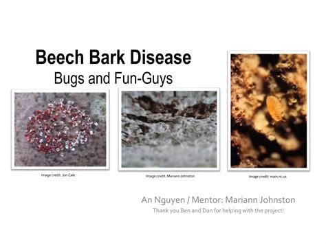 Beech Bark Disease Bugs And Fun Guys Ppt