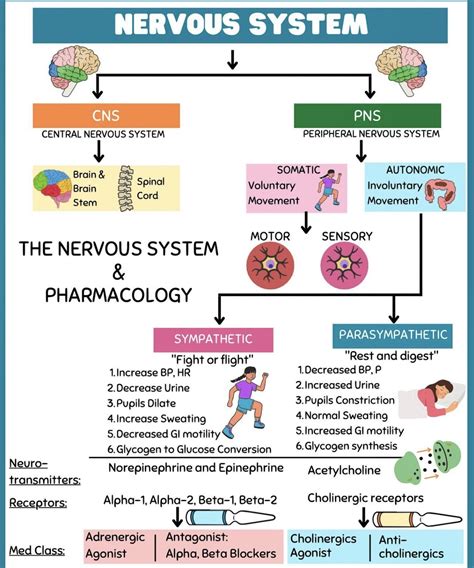 Difference Between Central And Peripheral Nervous System Artofit