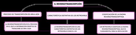 Diferencias Entre La Replicación Del Adn En Procariotas Y Eucariotas