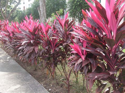 The Ultimate Guide For Indoor Cordylines