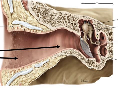 External Acoustic Meatus Diagram Quizlet
