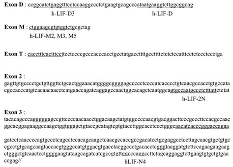 sequence of lif d m and t isoforms exons d m and t are the 3
