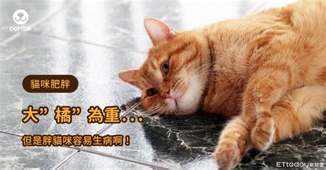 十隻橘貓九隻肥不是只有大橘為重 胖貓咪易罹患的4大疾病 ETtoday寵物雲 ETtoday新聞雲