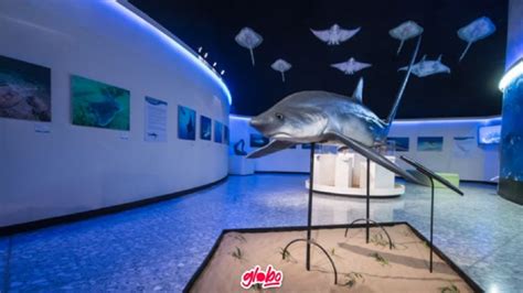 Exposición Tiburones del Museo de Historia Natural Cuándo ir y cuál