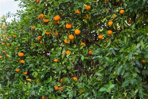 High Density Orange Plantation Spacing Plants Per Acre Techniques
