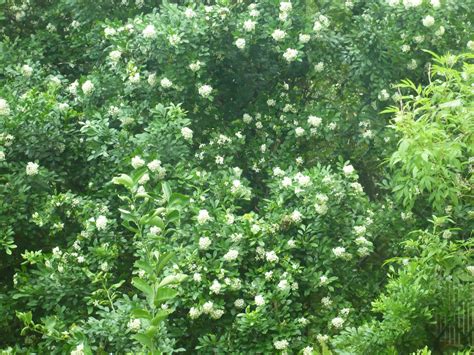 オーストラリア 日常生活 海外で生活 家を建てる 良い匂いの木