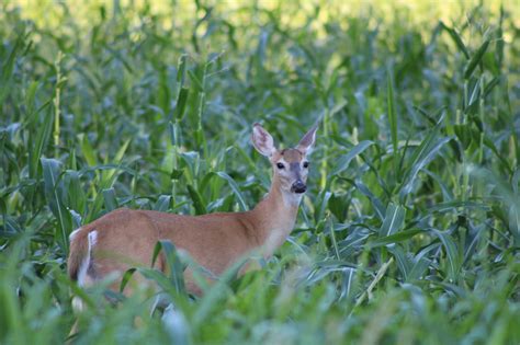 Hunter Access Program Hap Newaygo Conservation District