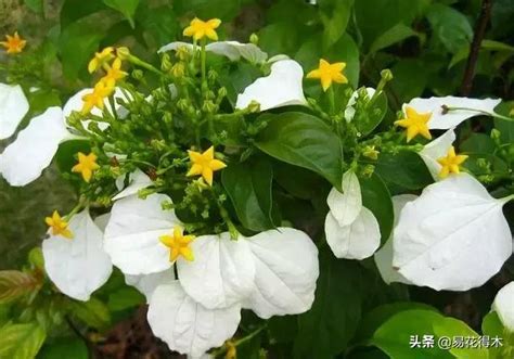 國家Ⅰ級保護瀕危珍稀物種異形玉葉金花 每日頭條