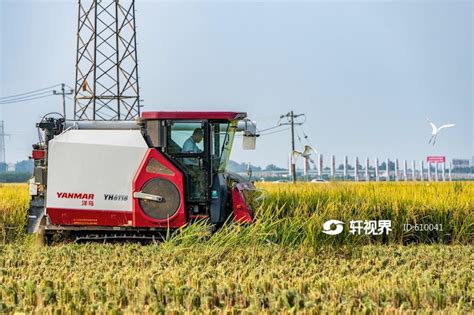 永丰村水稻，开镰了！ 图片 轩视界