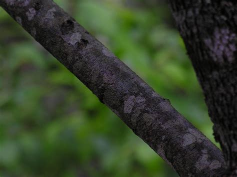 Dscn4956 Larry Clapp Flickr