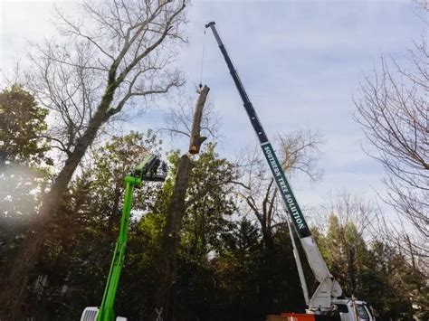 Tree Crane Service Spalding County GA Southern Tree Solutions