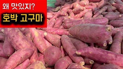 우린 농사 짓는 사람도 아닌데 왜 고구마가 맛이 있지요 Youtube