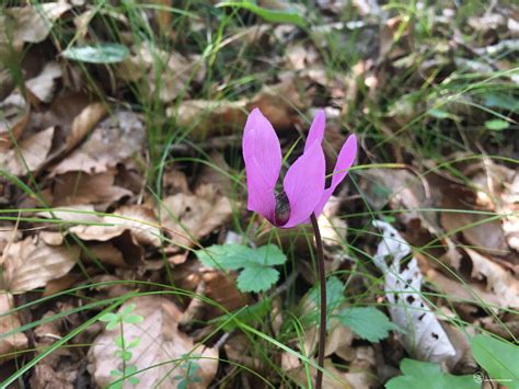 Monte Toc Suggestiva Escursione Al Vajont