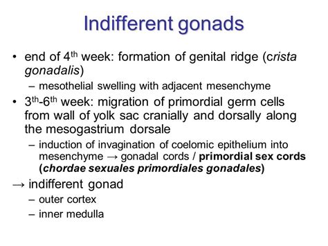 Development Of Urinary And Genital System Ppt Video Online Download