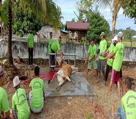 Pemotongan Hewan Kurban Idul Adha H Di Masjid Nurul Iman Bumi Mulia Nabire Nabire Net