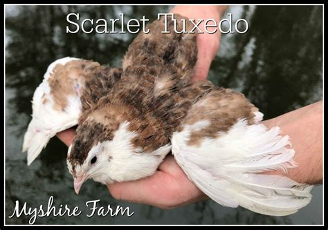 The Tuxedo Variety Coturnix Quail Hatching Eggs Myshire Farm