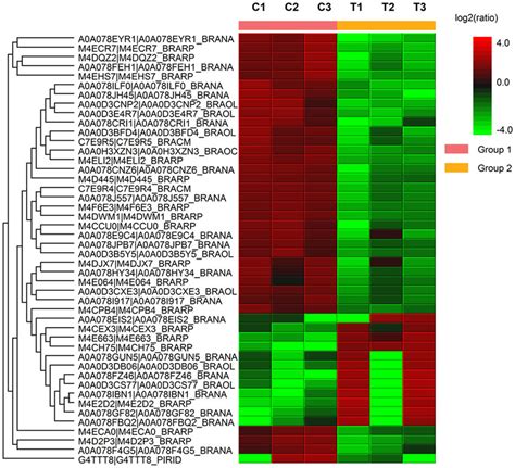 the heatmap showing the expression profiles and hierarchical clustering
