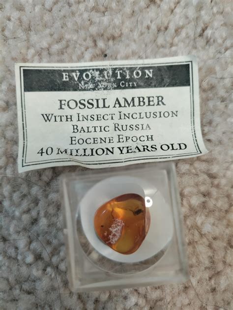 40 Million Year Old Bug In Amber Mosasaur Tooth R Fossils