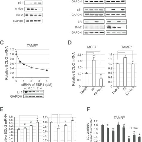 Pdf Combined Histone Deacetylase Inhibition And Tamoxifen Induces Apoptosis In Tamoxifen