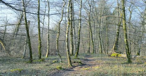 Tropical Dry Deciduous Forest Characteristics Wildlife And Ecosystem