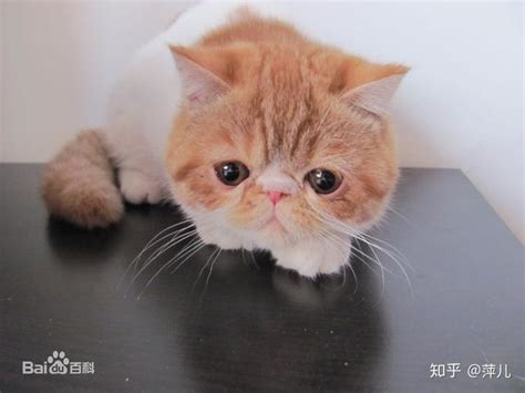 全球十大最温顺最亲近人的宠物猫排行榜第一名你猜到了吗 知乎