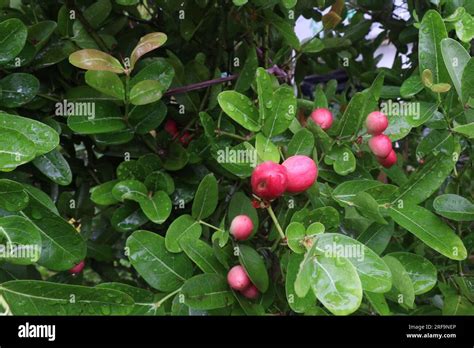 Carissa Carandas Fruit On Tree On Farm That Are Commonly Used As A Condiment In Pickles And