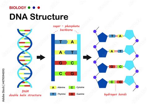 Vettoriale Stock Biological Diagram Show Structure Of Dna