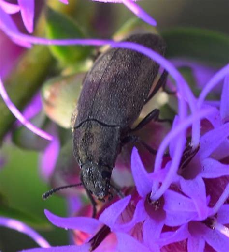 Bronze Beetle Bothrotes Canaliculatus Bugguidenet