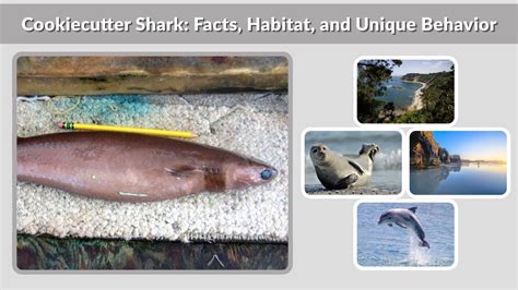 Cookiecutter Shark Facts Habitat And Unique Behavior
