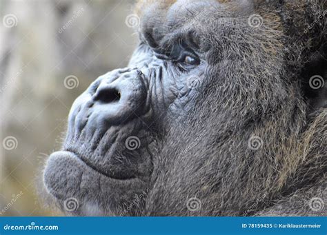 Gorilla Imagem De Stock Imagem De Gorila Detalhes Vida 78159435