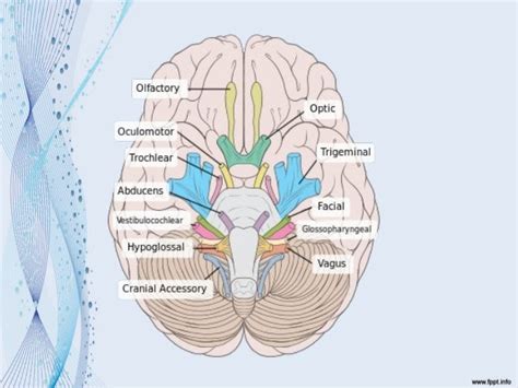 12 хос мэдрэл