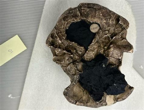 Describe The Morphology And Dietary Implications Of