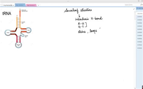 Solved Sketch A Typical Cloverleaf Structure For Transfer Rna Point Out Any Similarities