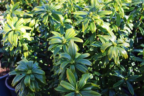 🌺 ვარდები And მარადმწვანე დეკორატიული მცენარეები ქუთაისში