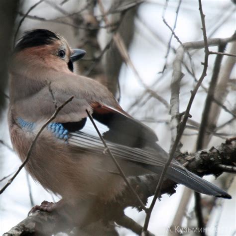 Птица С Голубыми Крыльями Фото — Фото