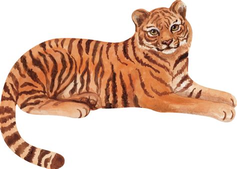 Watercolor Cute Tiger 8508118 Png